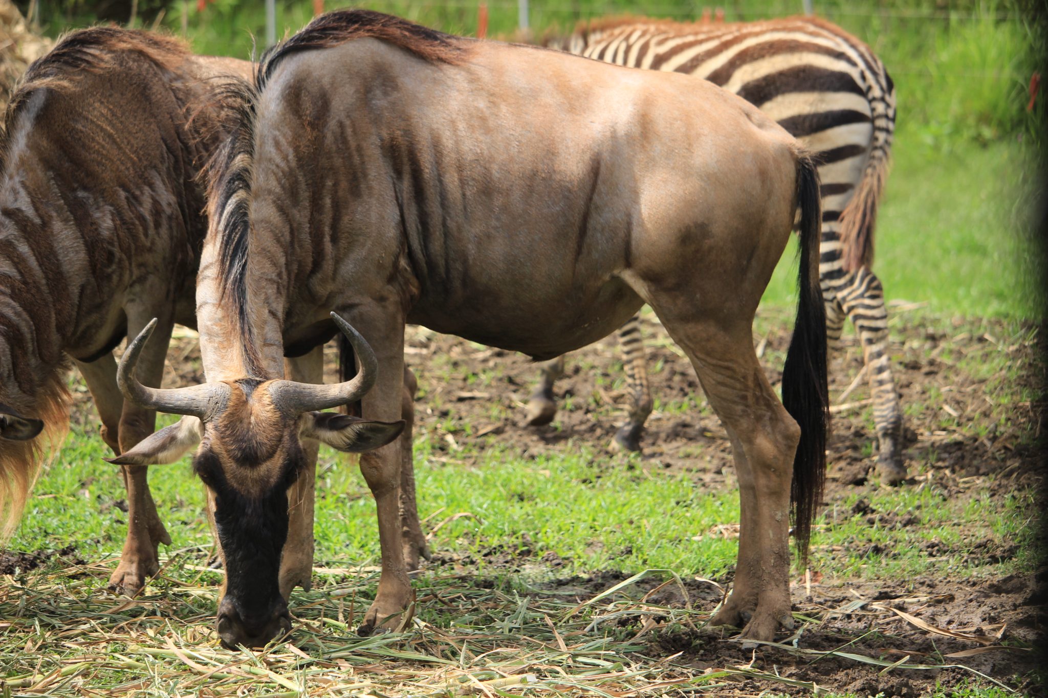 Cebu Safari and Adventure Park: World Class? - Beth in Japan