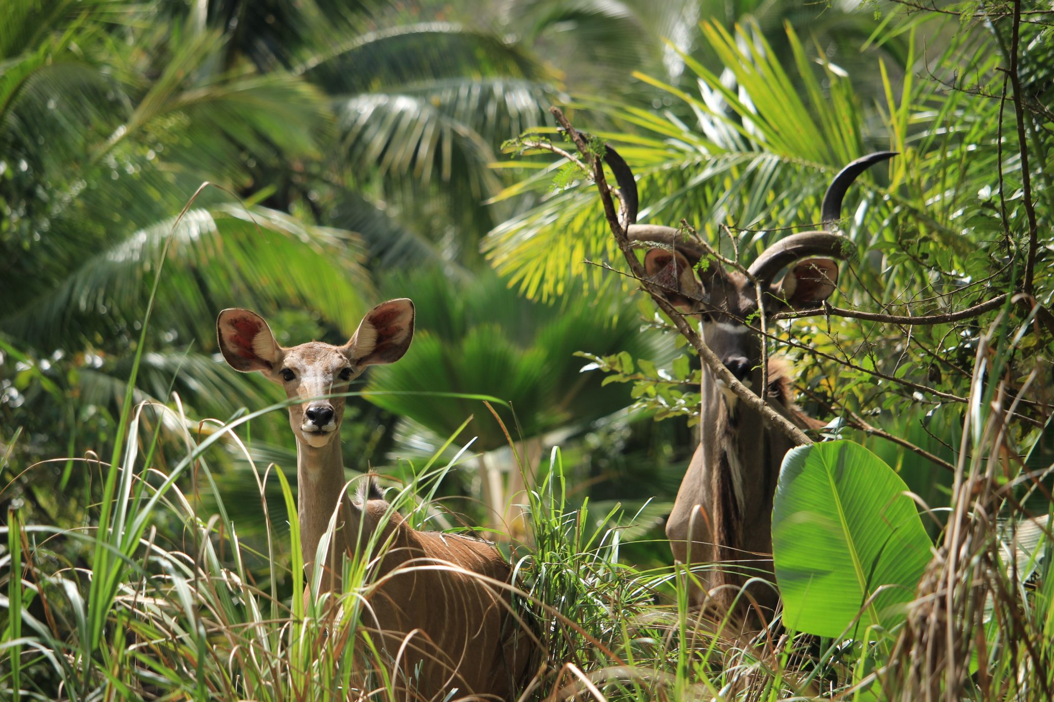 Cebu Safari and Adventure Park: World Class? - Beth in Japan